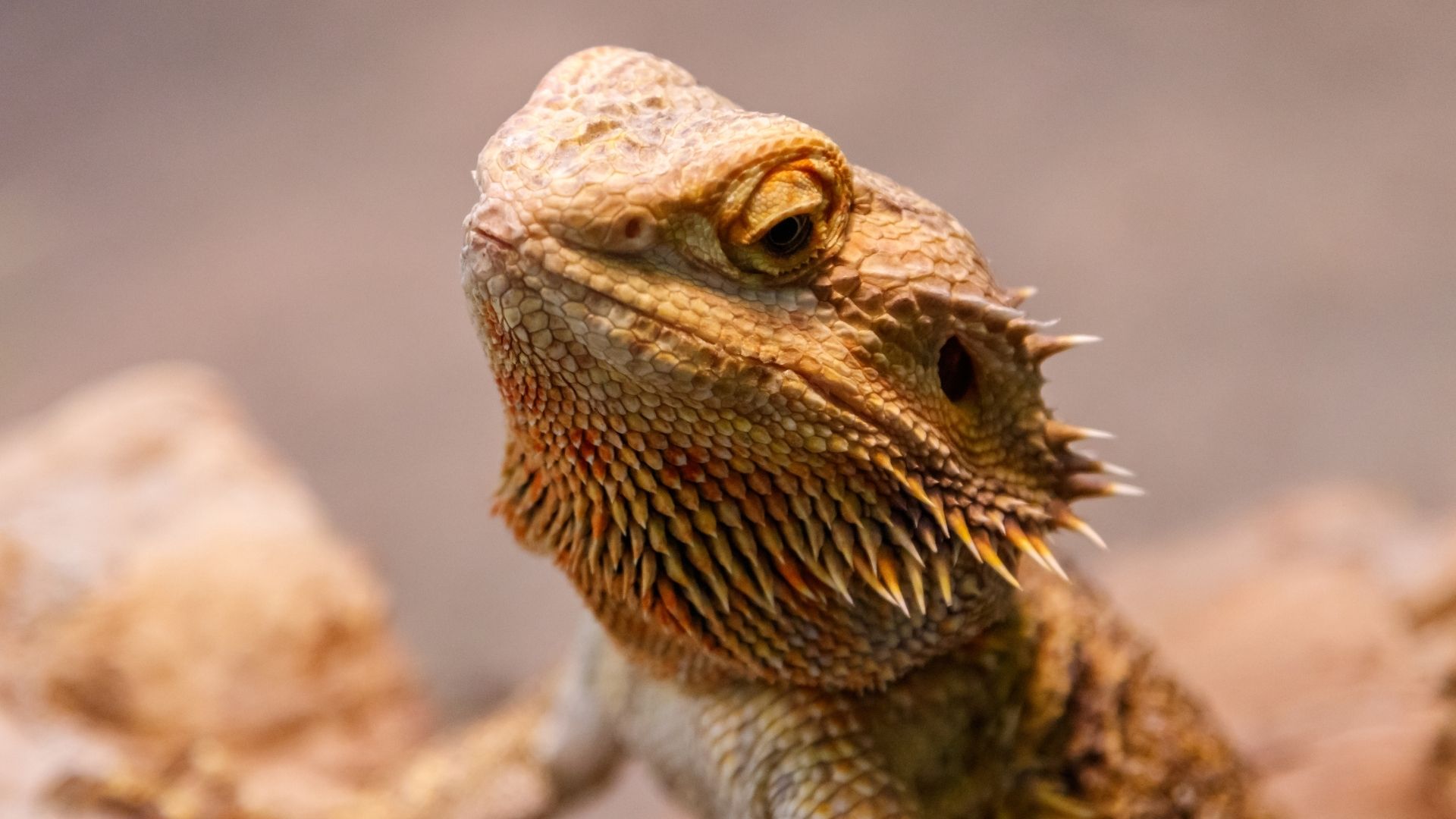 Reptile & Amphibian History Form | Creekside Veterinary Hospital